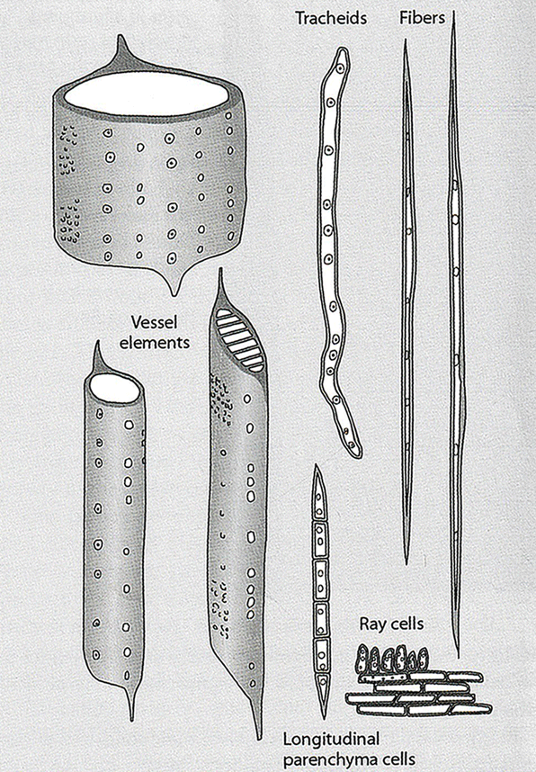 Open-grain vs. closed-grain wood - Coating Factory